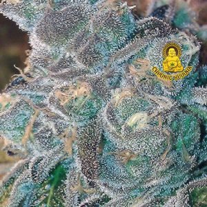 Chronic Buddha – We've got the REAL DEAL