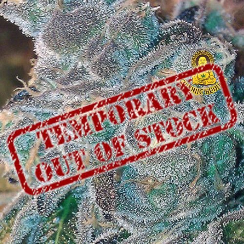 Pink Runtz $50 – Chronic Buddha